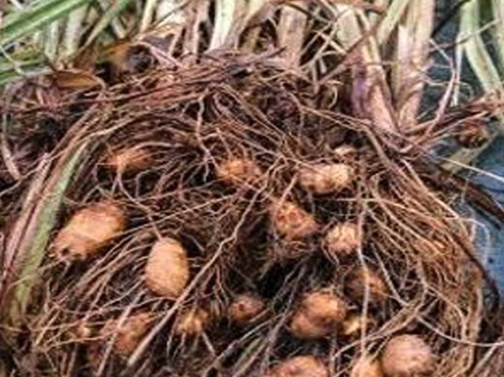 SymFonio Tigernuts - Symfonio